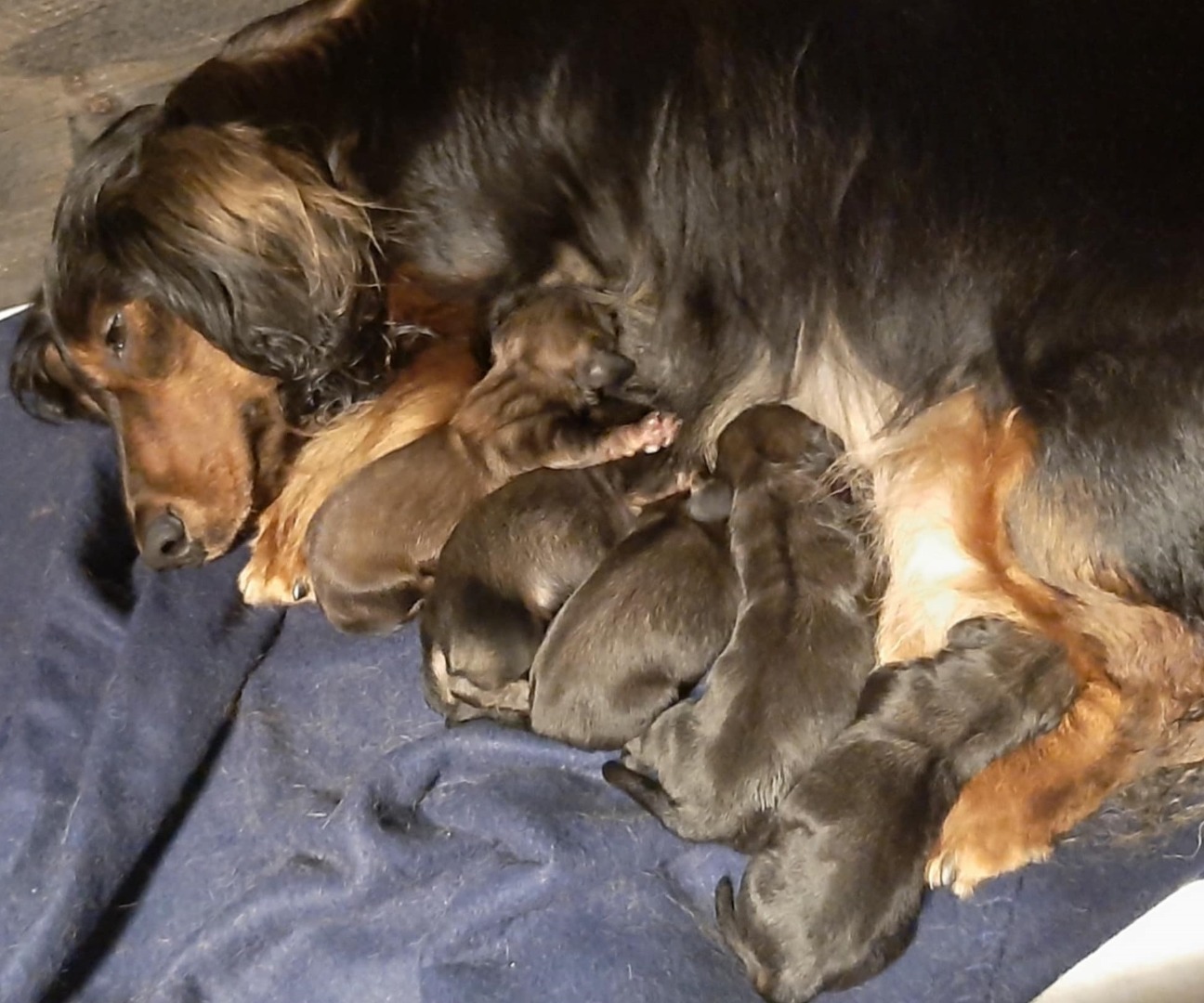 Valper til salgs - Norske Dachshundklubbers Forbund