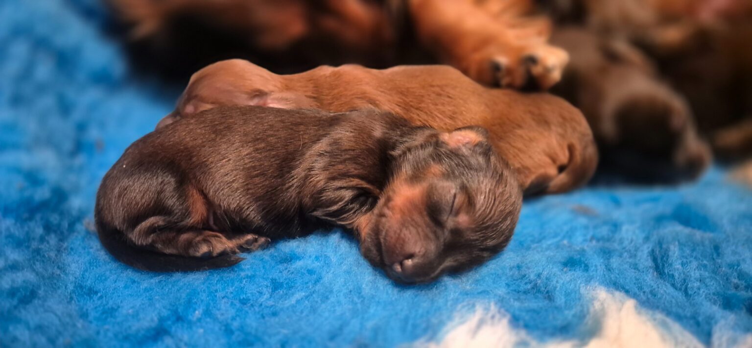 Valper til salgs - Norske Dachshundklubbers Forbund