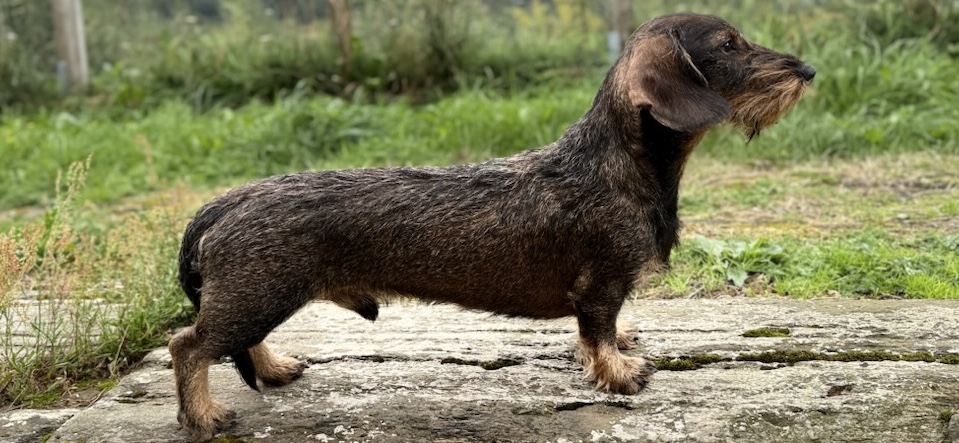 Pei Fang Seiko - Norske Dachshundklubbers Forbund